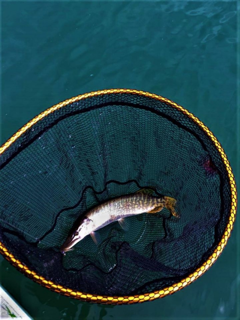 Lupa Fishing - tó , horgásztó , horgászvíz részletes adatai